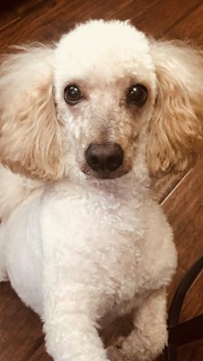 Freshpet Chicken Flavor Chewy Dog Treats - 6.4oz : Target