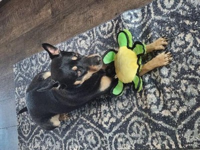 Kong Tough Plush Turtle Dog Toy - Green : Target