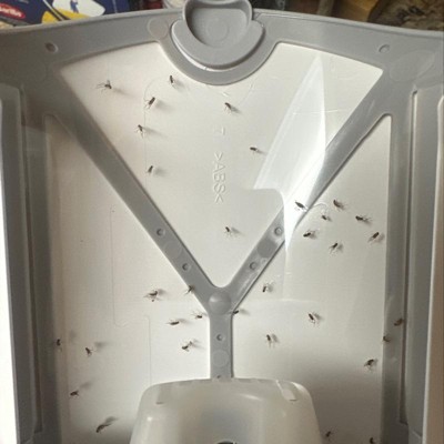 Zevo Indoor Flying Insect Trap Starter Kit For Fruit Flies, Gnats, And ...