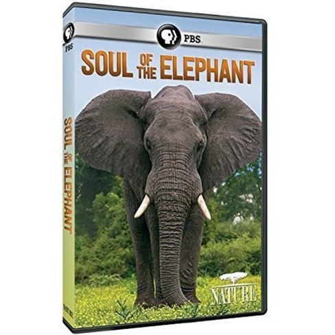 Nature: Soul Of The Elephant (dvd) : Target