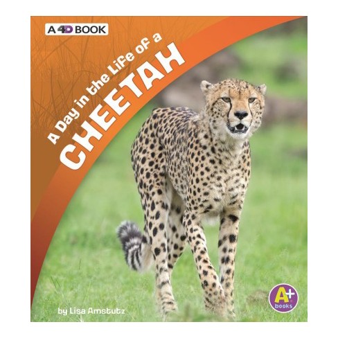 Life Cycle Of A Cheetah