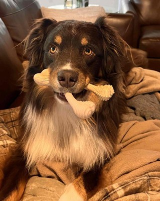 Betterbone Hard Classic Nylon Free Dog Bone Chew Toy - L : Target