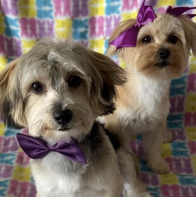 Bocce's Bakery Bedtime Tea With Vanilla And Banana Flavors Dog Treats ...