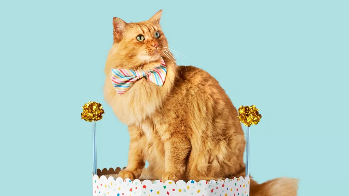 Top Pet Gifts at Target : Toys, Treats & More