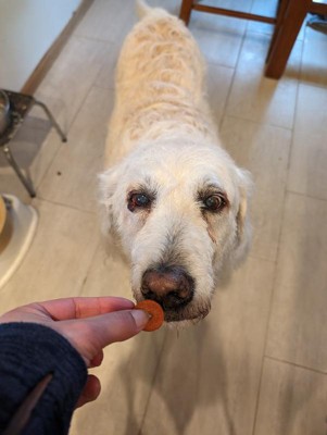 Bark Fruity Toot Loops Mixed Berry Flavor Blend Crunchy Dog Treats ...