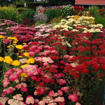 Van Zyverden 5ct Yarrow Root : Target