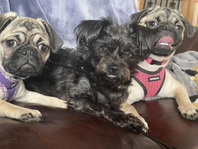 Three Dog Bakery Carob Chip Cookies Dog Treat -13oz : Target