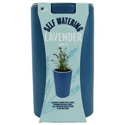 Buzzy Seeds Ceramic Self Watering Grow Kit - Lavender : Target