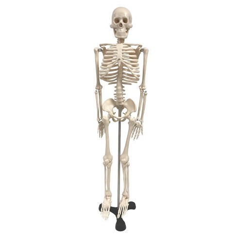 Supertek Human Skeleton Model With Key, 34" : Target