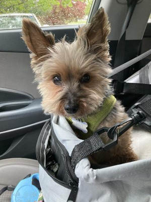 Freshpet Select Small Dog Beef Roasted Meals Wet Dog Food - 1lb : Target