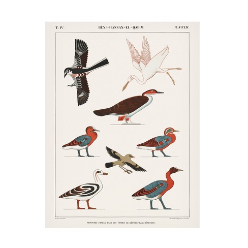 Trademark Fine Art - Jean Francois Champollion Egyptian Bird Charts Iv ...