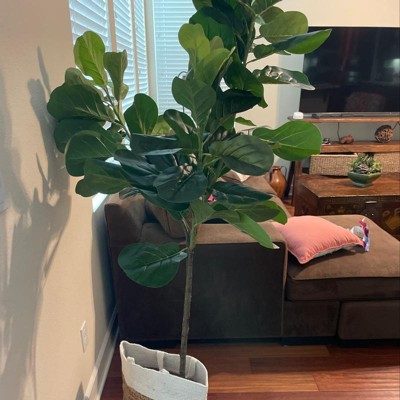 Nearly Natural 6’ Fiddle Leaf Fig Artificial Tree In Handmade Natural ...