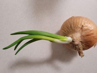 Yellow Onion - Each : Target