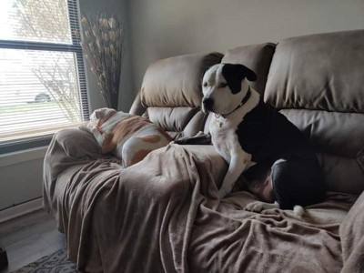 Purina Busy Bone Chewy Pork Flavor Dog Treats - 10ct : Target