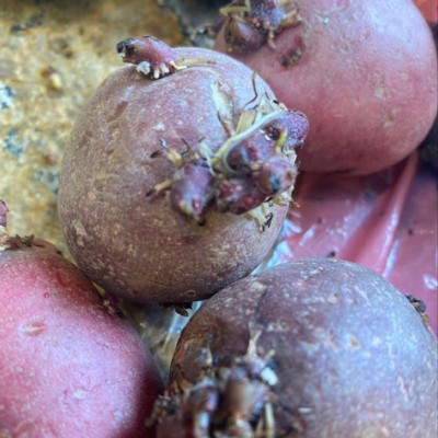 Red Potatoes - 3lb - Good & Gather™ : Target