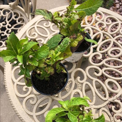 3pc Hydrangea Lime Lovebird - National Plant Network : Target