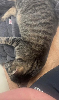 Kit & Kaboodle Original Adult Complete & Balanced With Chicken Flavor ...