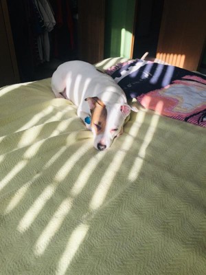 Purina Busy Bone Tiny Chewy Pork Flavor Dog Treats - 30ct : Target