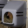 Little Giant 163620 Single Plastic High Density Mountable Chicken ...
