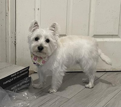 Freshpet Select Roll Chunky Vegetable And Beef Recipe Refrigerated Wet ...