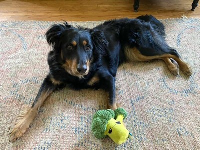 Bark Punk Brocc Broccoli Dog Toy : Target