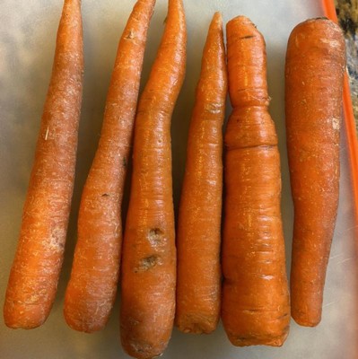 Organic Carrots - 1lb - Good & Gather™ : Target