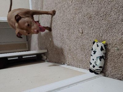 Bark Super Chewer Cow Dog Toy - Mad Cow : Target