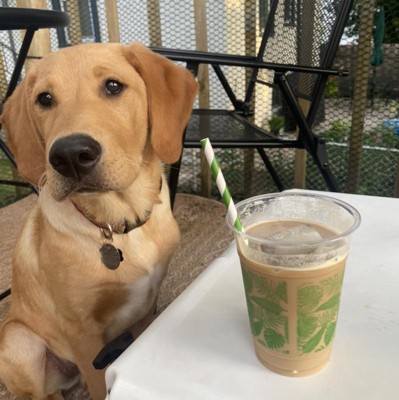 Hosted Compostable Printed Cold Cups - 16oz/20ct : Target