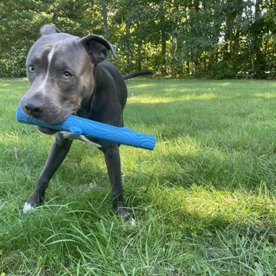 Long Rubber Stick With Crinkles Dog Toy - Blue - Boots & Barkley™ : Target