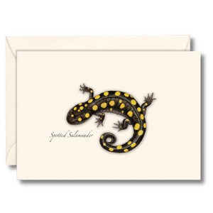 Earth Sky + Water - Spotted Salamander Notecard Set - 8 Blank Cards ...