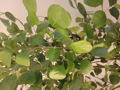 72" Artificial Ficus Tree - Threshold™ Designed With Studio Mcgee : Target