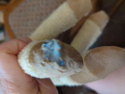 BARK Big Al Paca Dog Toy: Squeaks, Crinkles, Plush For Medium Breeds ...