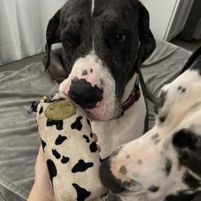 Bark Super Chewer Cow Dog Toy - Mad Cow : Target