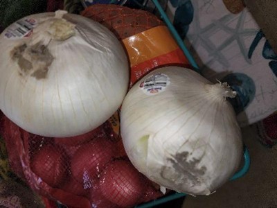 White Onion - Each : Target