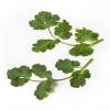Organic Cilantro - 0.75oz Package : Target