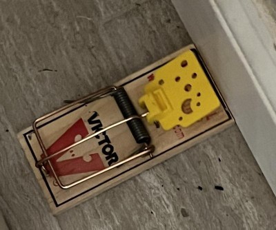 Victor Easy Set Mouse Traps - 2pk : Target