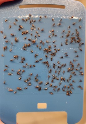 Stem Flying Insect Light Fly Trap Starter Kit - 1 Unit + 1 Refill : Target