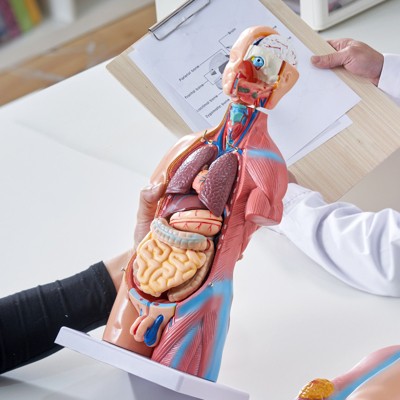VEVOR Human Body Model, 23 Parts 18 inch, Human Botswana | Ubuy