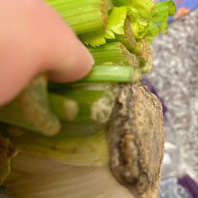 Organic Celery Hearts - 16oz/2ct - Good & Gather™ : Target