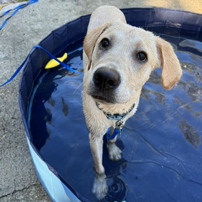 Costway 63'' Foldable Dog Pet Pool Kiddie Bathing Tub Indoor Outdoor ...