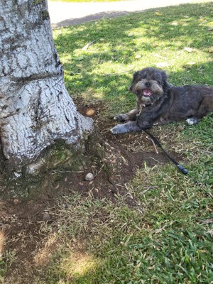 Petarmor Plus Flea And Tick Topical Treatment For Dogs - 45-88lbs - 3 ...