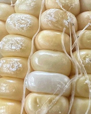 Sweet Corn - 18oz/4ct - Good & Gather™ : Target