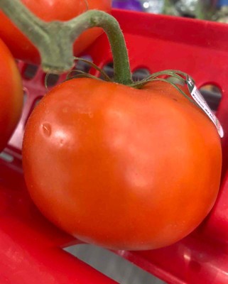 Organic On-the-vine Tomatoes - 1lb - Good & Gather™ : Target