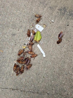 Raid Bug Killer Perimeter Protection Spray - 128 Fl Oz : Target