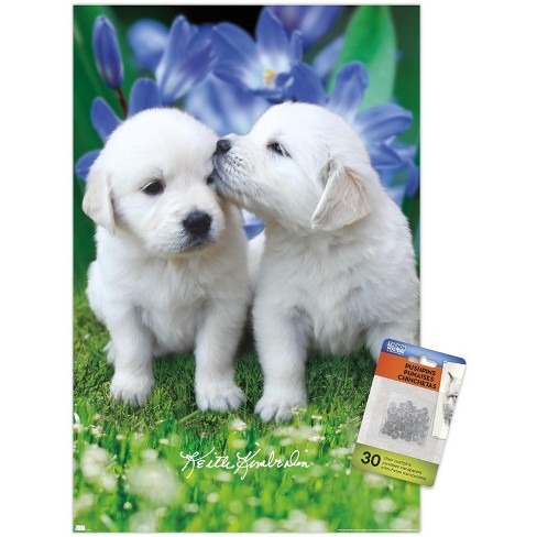 Trends International Keith Kimberlin - White Golden Retriever Puppies ...