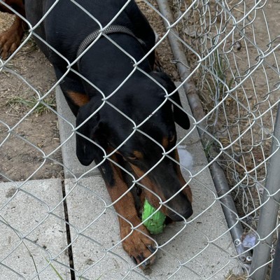 Bark Super Chewer Pickle Stickle Pickle Dog Toy : Target