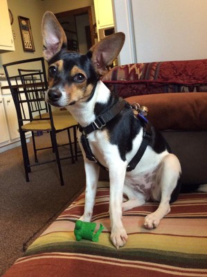 Purina Busy Bone Peanut Butter Flavor Small Medium Long Lasting Chewy ...