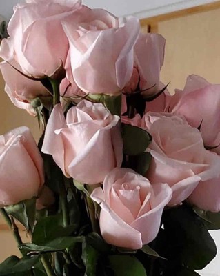 Fresh Cut Pink Roses - 50 Stems : Target