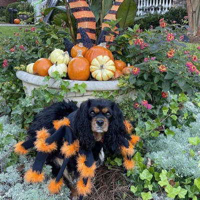California Costumes Spider Pup Pet Costume, Small : Target