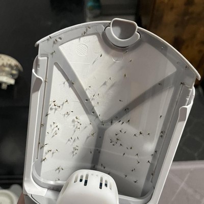 Zevo Indoor Flying Insect Trap Starter Kit For Fruit Flies, Gnats, And ...